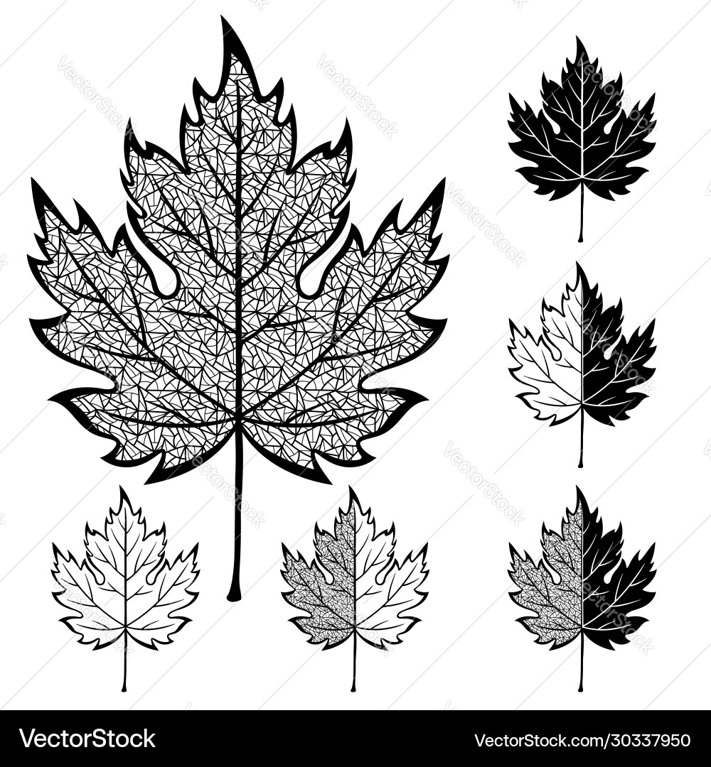Maple leaves Royalty Free Vector Image - VectorStock