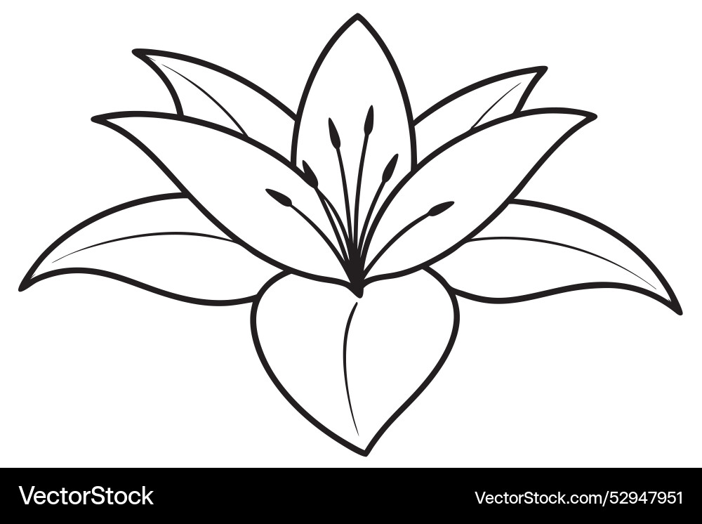 Beautiful lily flower floral Royalty Free Vector Image