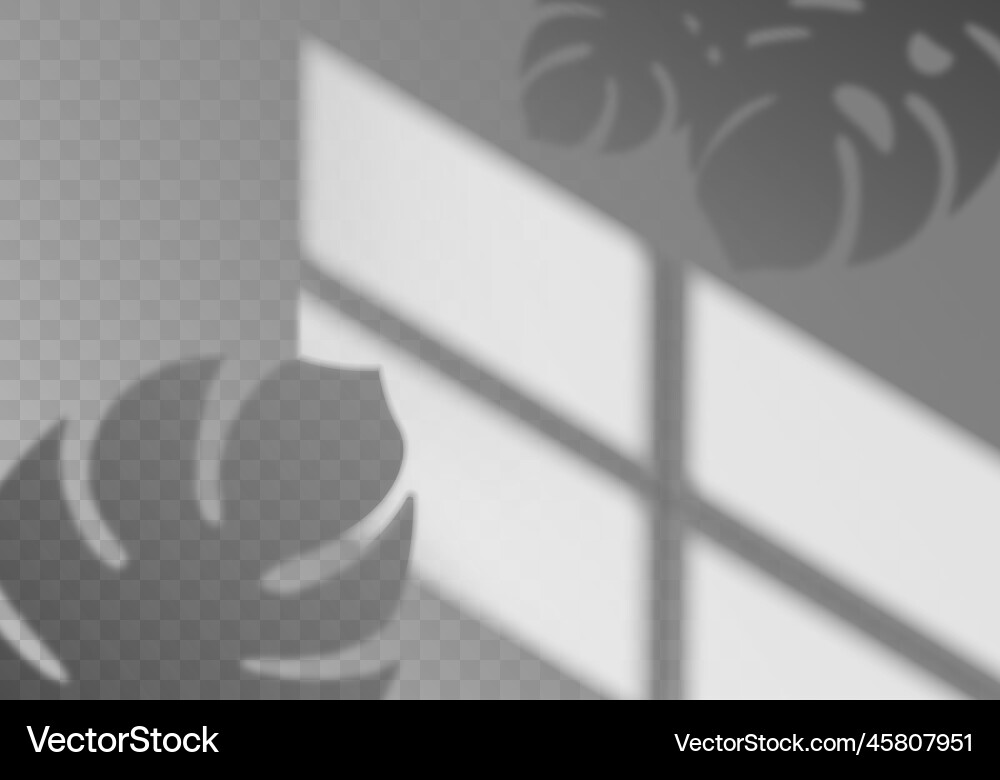 Realistic shadow overlay monstera leaves Vector Image