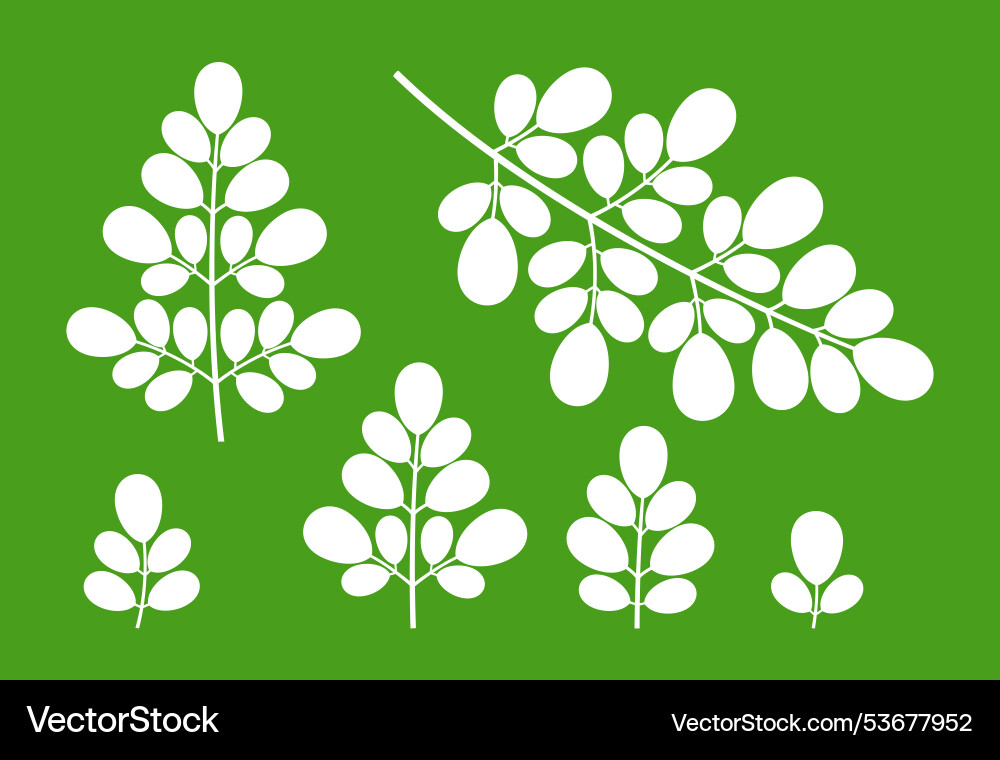 Moringa Royalty Free Vector Image - VectorStock