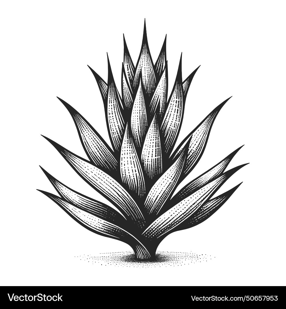 Agave plant sketch engraved Royalty Free Vector Image