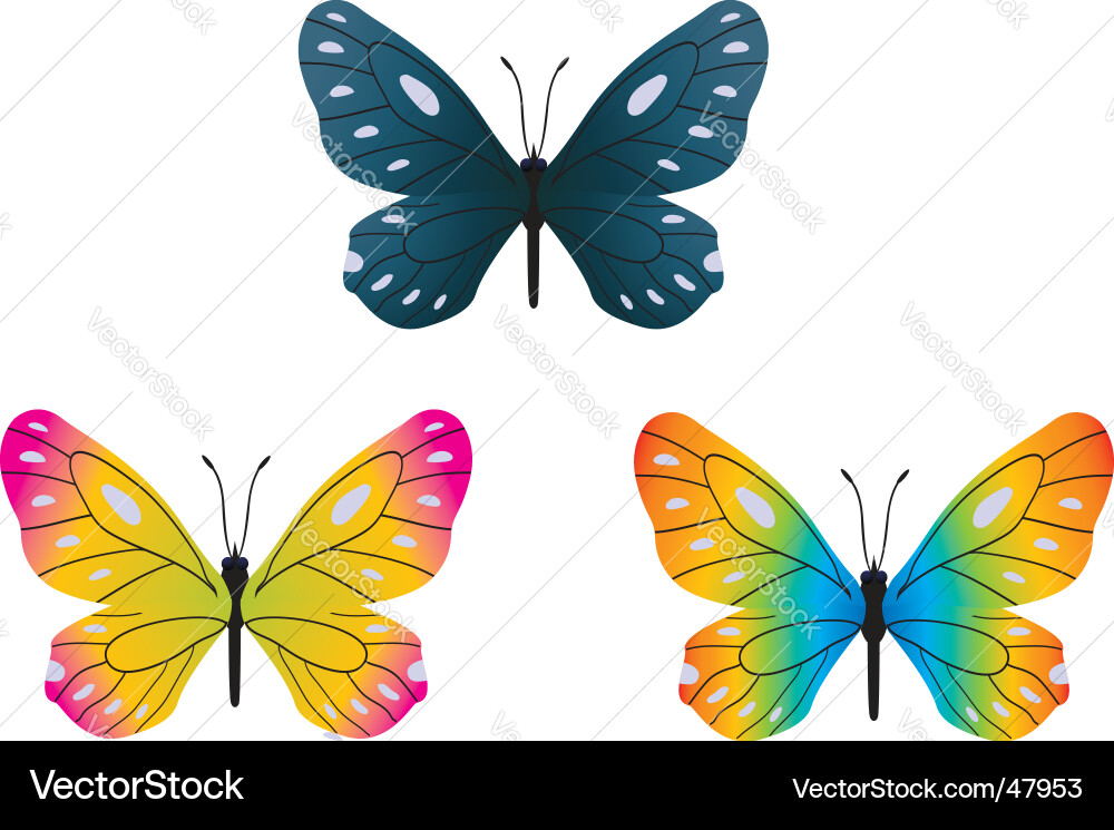 Beautiful butterfly Royalty Free Vector Image - VectorStock