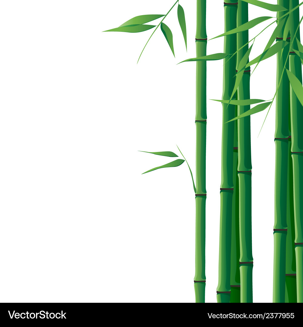 Bamboo background Royalty Free Vector Image - VectorStock