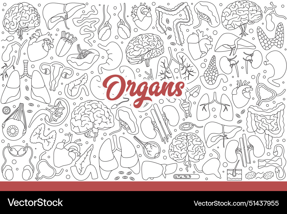 Human organs to study anatomy and physiology Vector Image