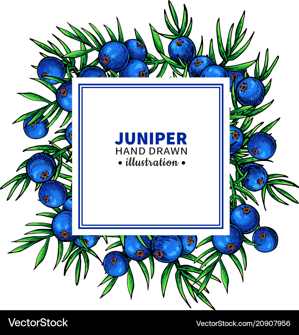 Juniper drawing frame isolated template Royalty Free Vector