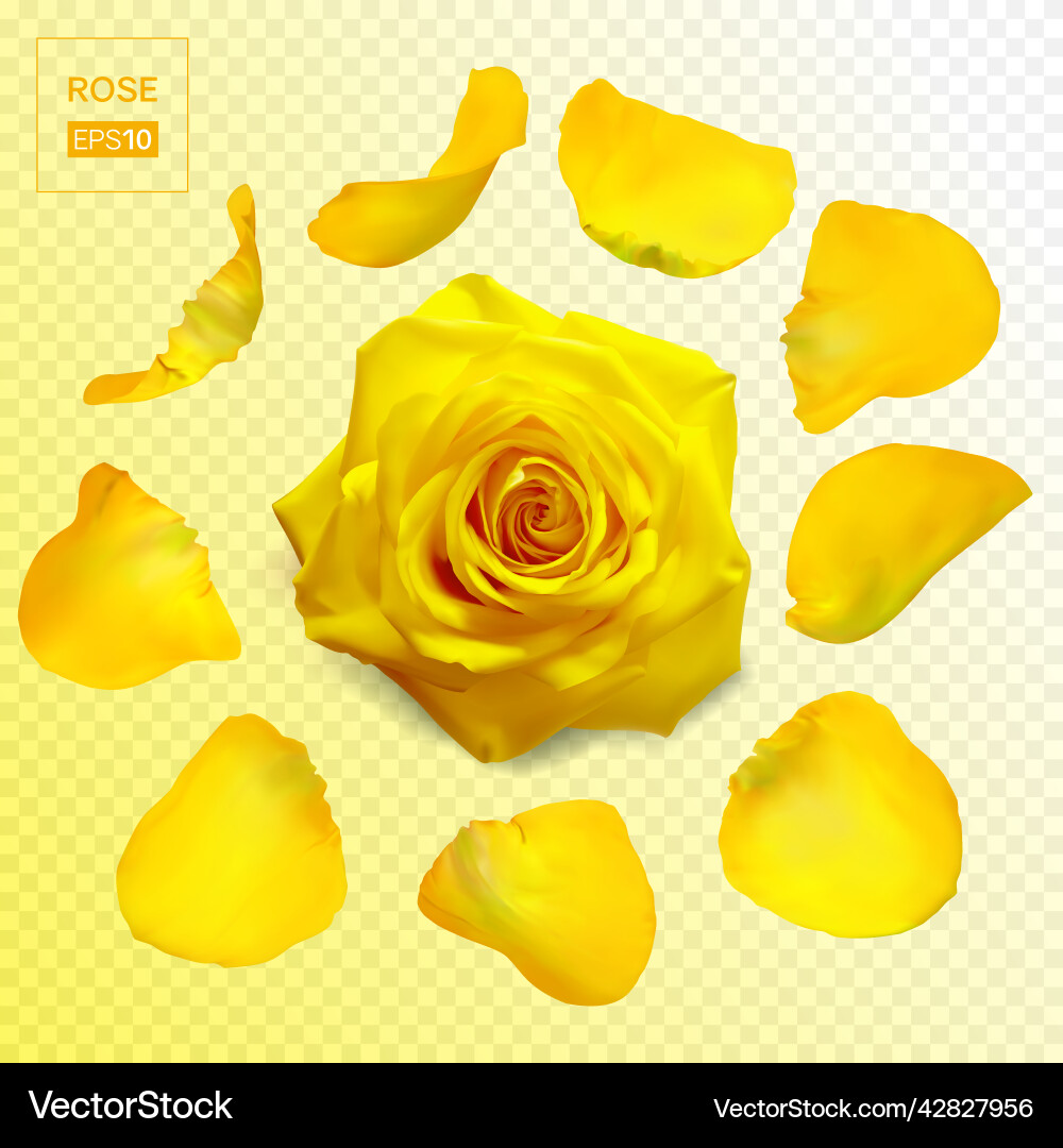 Realistic rose petals Royalty Free Vector Image