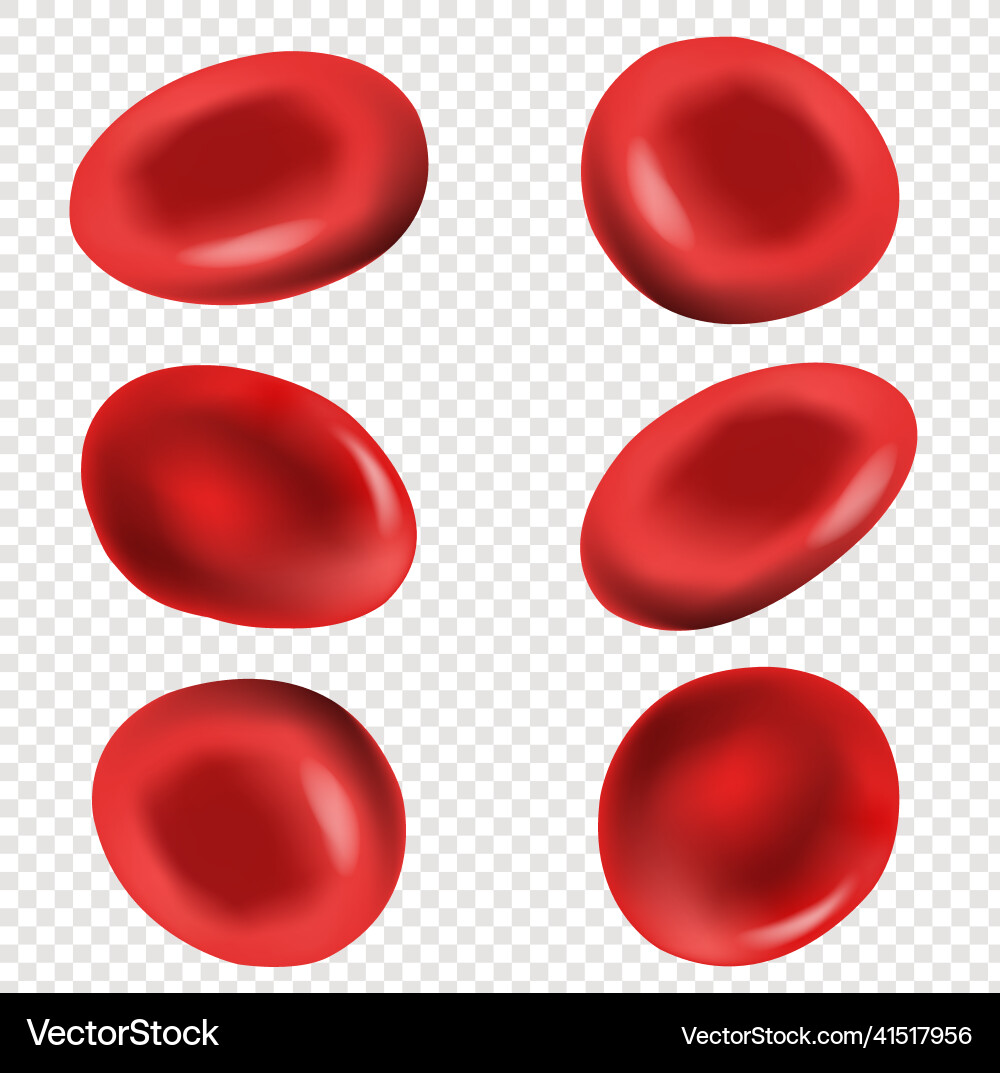 Red blood cells with transparent background Vector Image