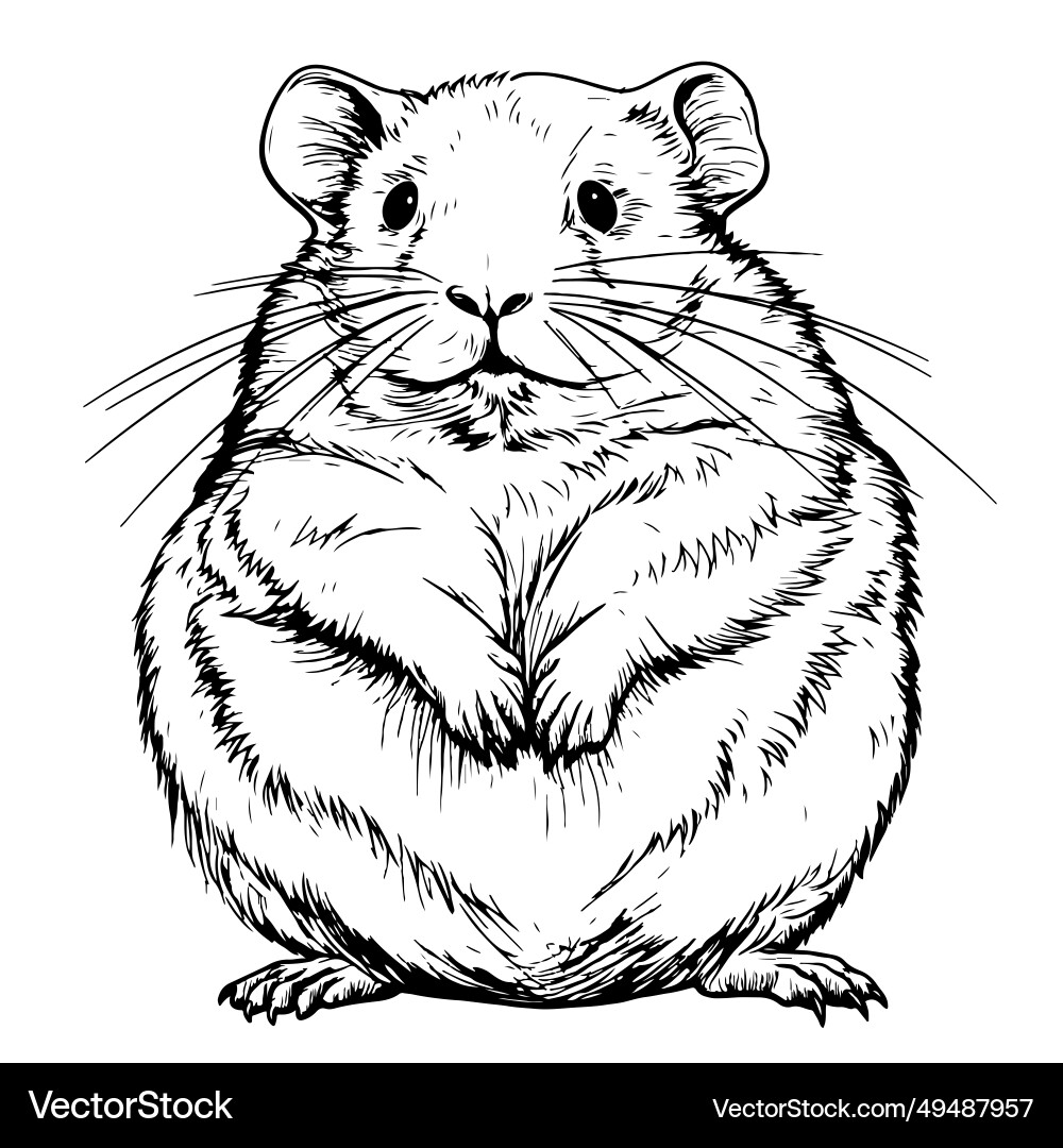 Hamster sketch graphic portrait Royalty Free Vector Image