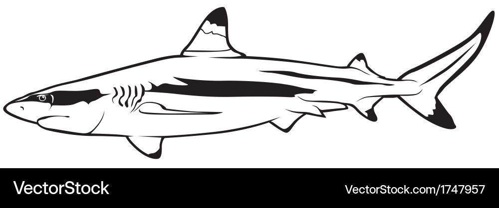 Shark Royalty Free Vector Image - VectorStock