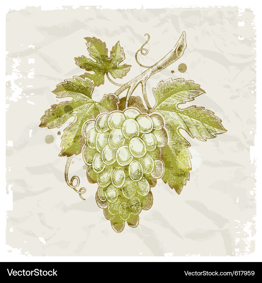 Hand drawn bunch of grapes Royalty Free Vector Image