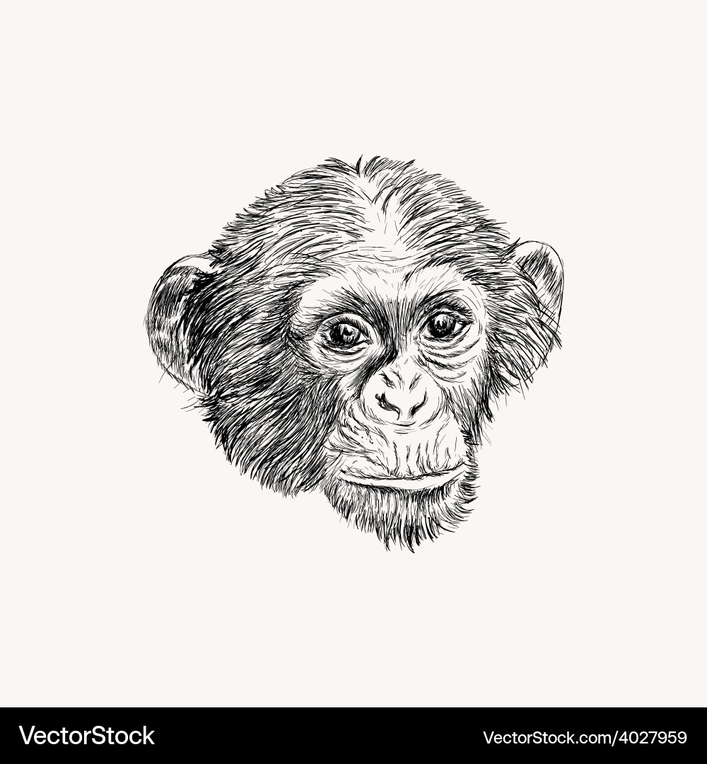 Sketch monkey face hand drawn doodle Royalty Free Vector