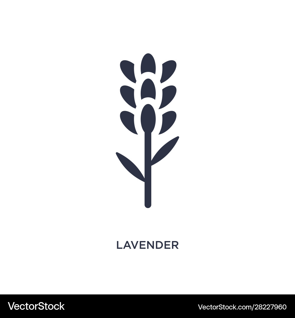 Lavender icon on white background simple element Vector Image
