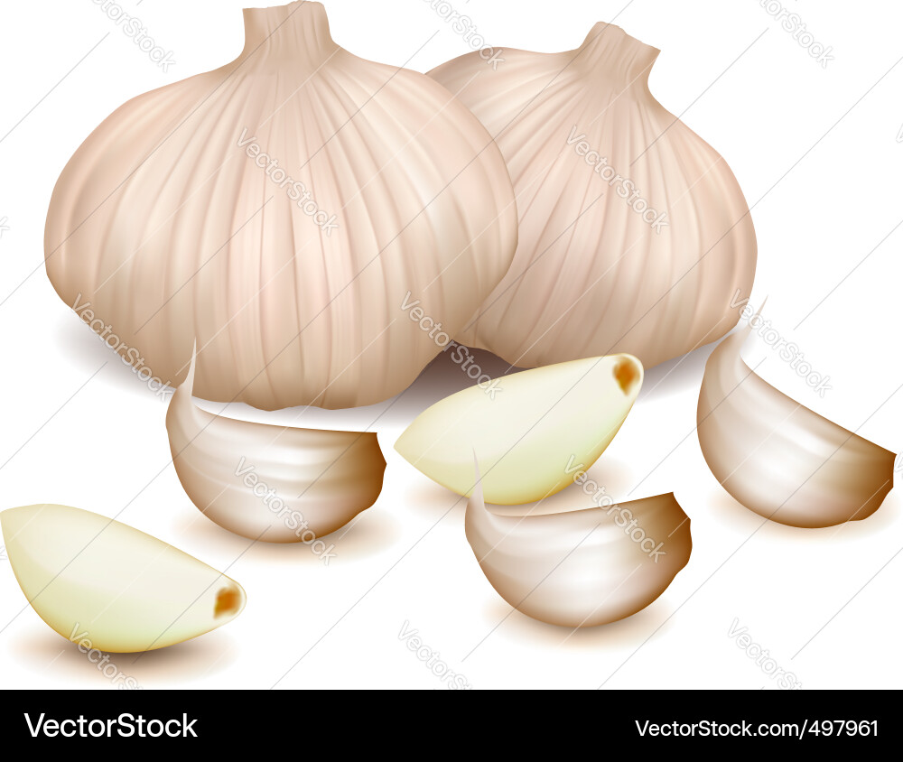 Garlic Royalty Free Vector Image - VectorStock