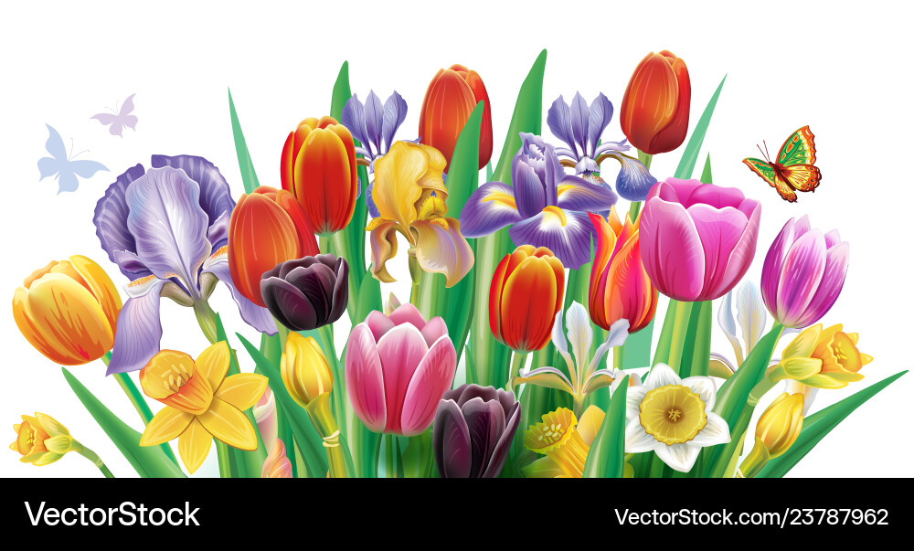 Arrangement with multicolor spring flowers Vector Image