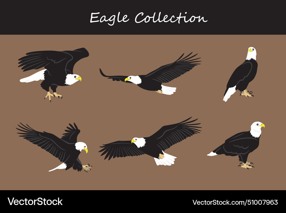 Eagle collection Royalty Free Vector Image - VectorStock