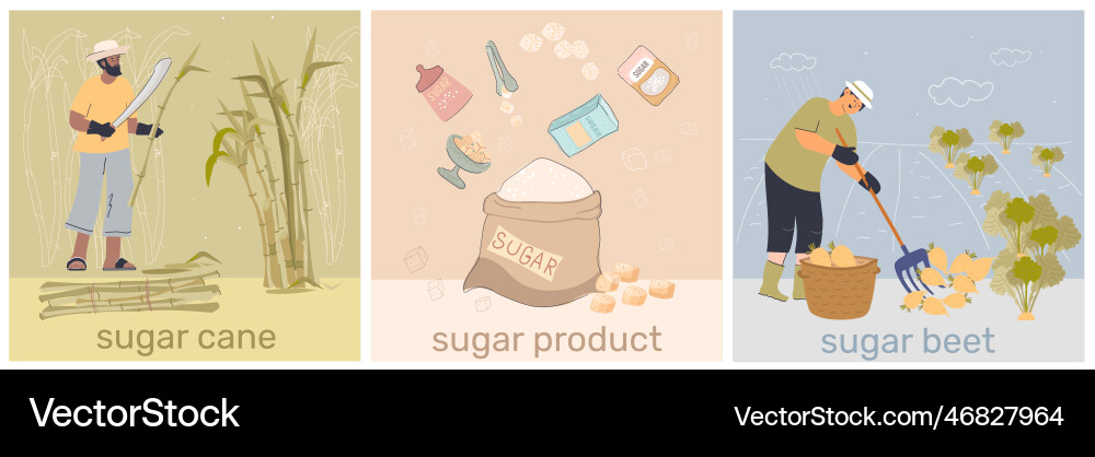 Sugar production square compositions Royalty Free Vector