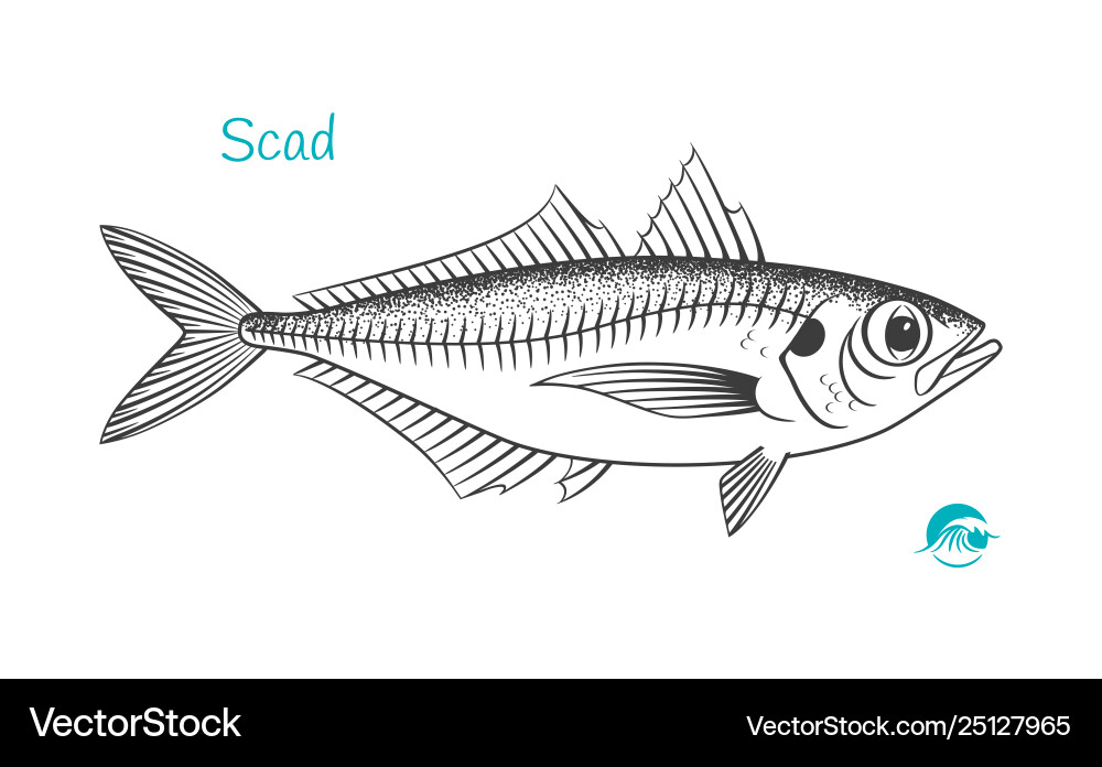 Scad hand-drawn Royalty Free Vector Image - VectorStock