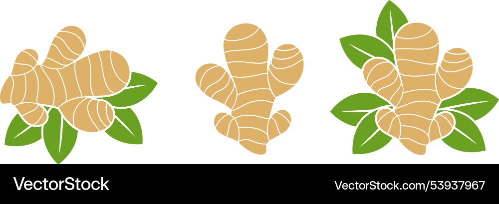 Ginger Royalty Free Vector Image - VectorStock