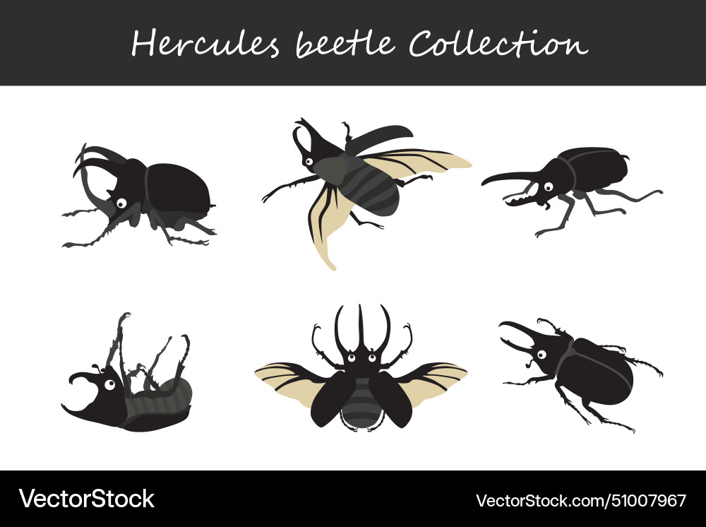 Hercules beetle collection Royalty Free Vector Image