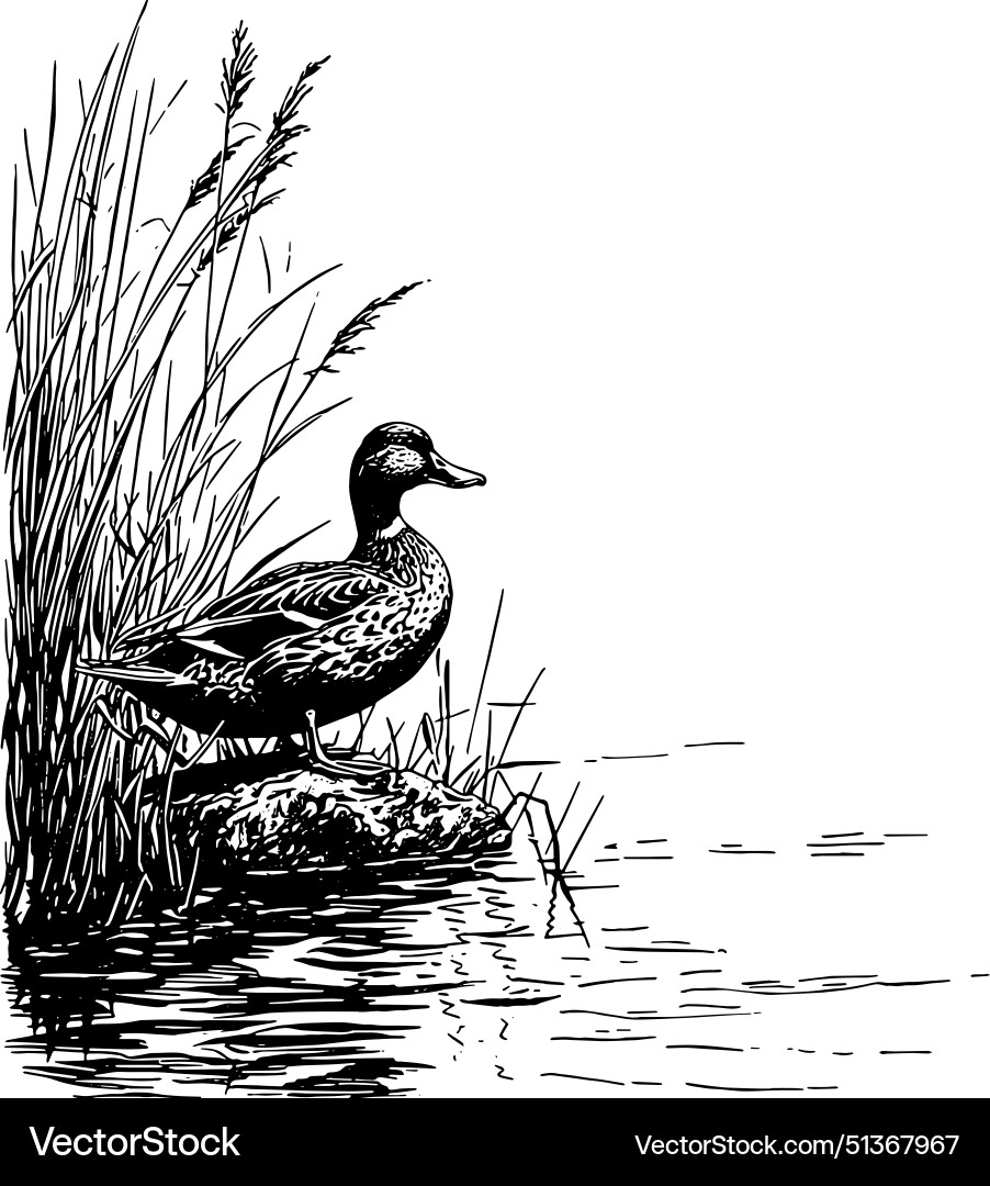 Mallard duck in the reeds Royalty Free Vector Image