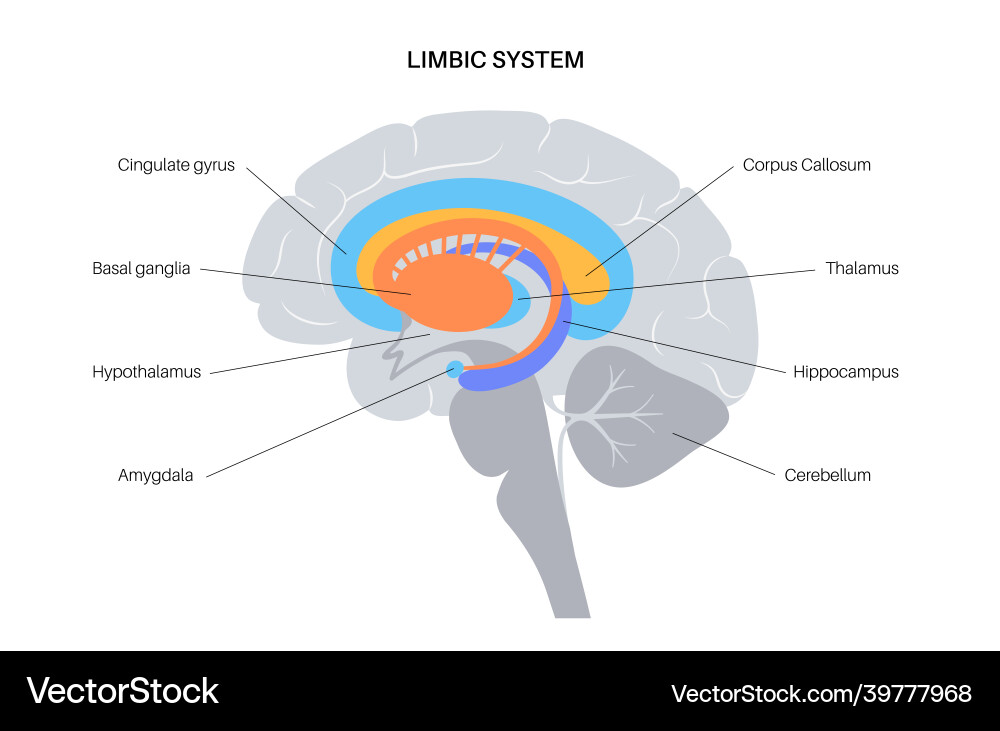 Blank Limbic System Diagram Structures Of The Brain | SpringerLink