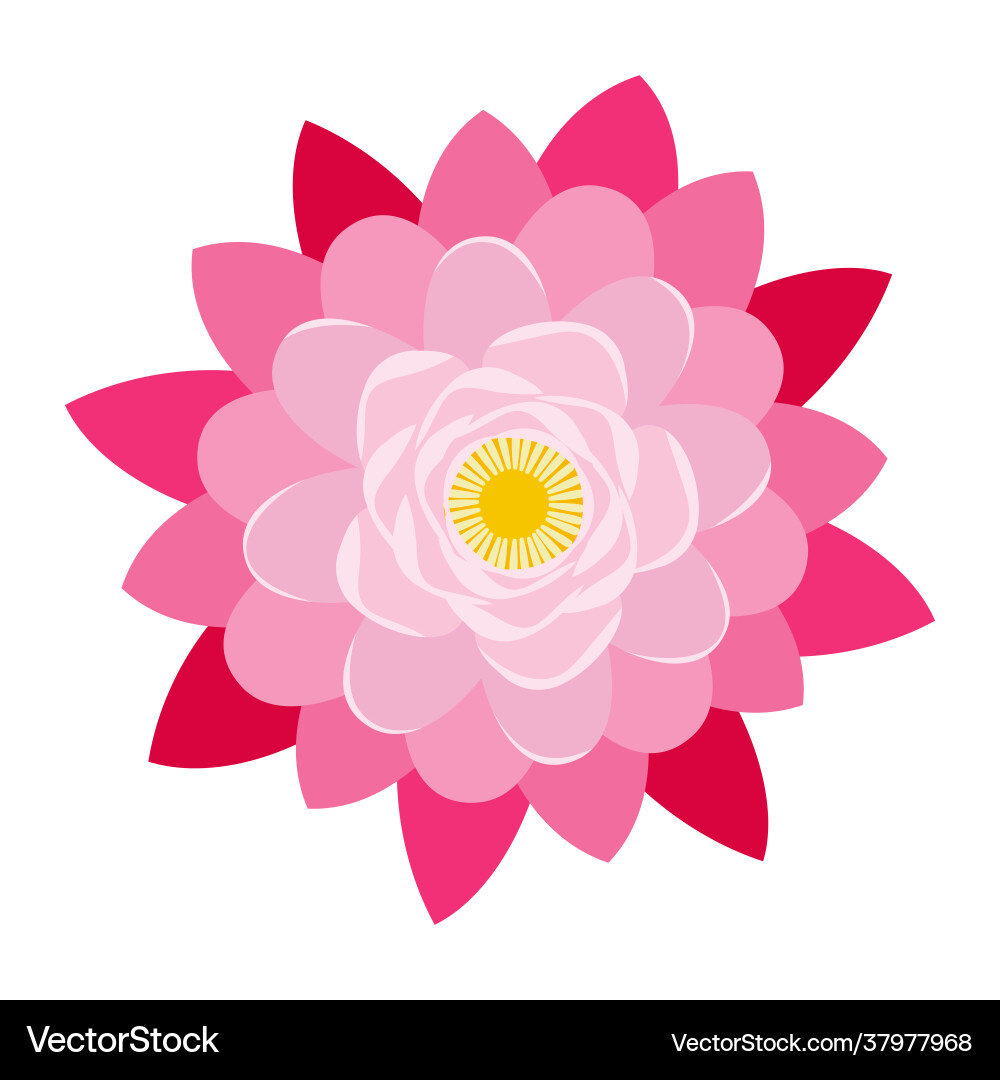 Pink Lotus Flower - Top View Royalty Free Vector Image