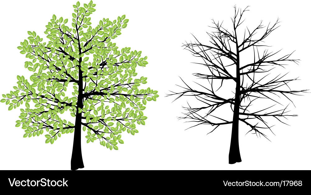 Spring and winter tree Royalty Free Vector Image