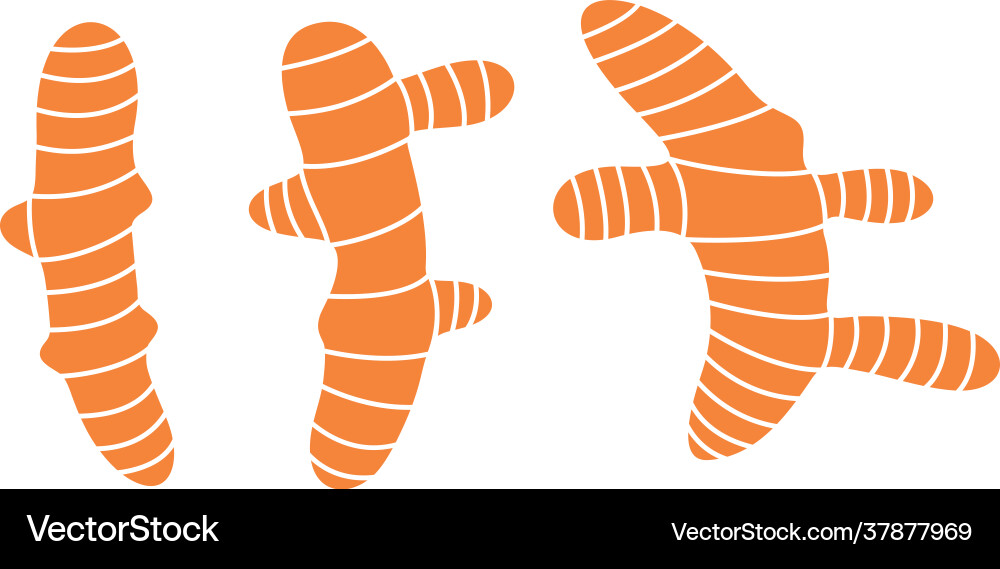 Turmeric Royalty Free Vector Image - VectorStock