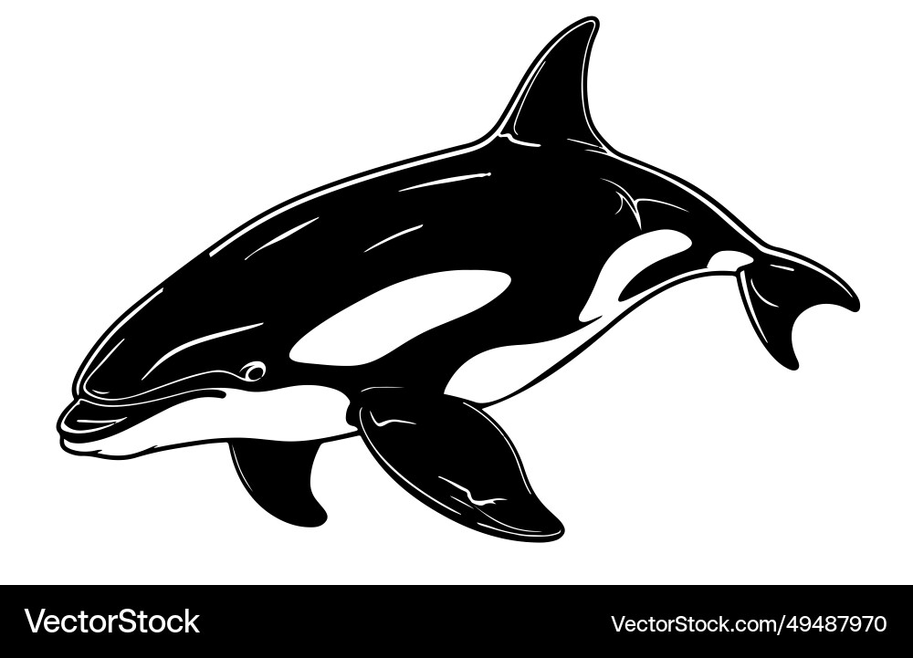 Killer whale picture on white Royalty Free Vector Image