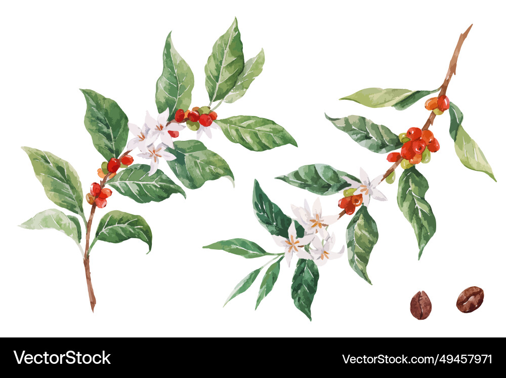 Beautiful set with hand drawn coffee seeds Vector Image