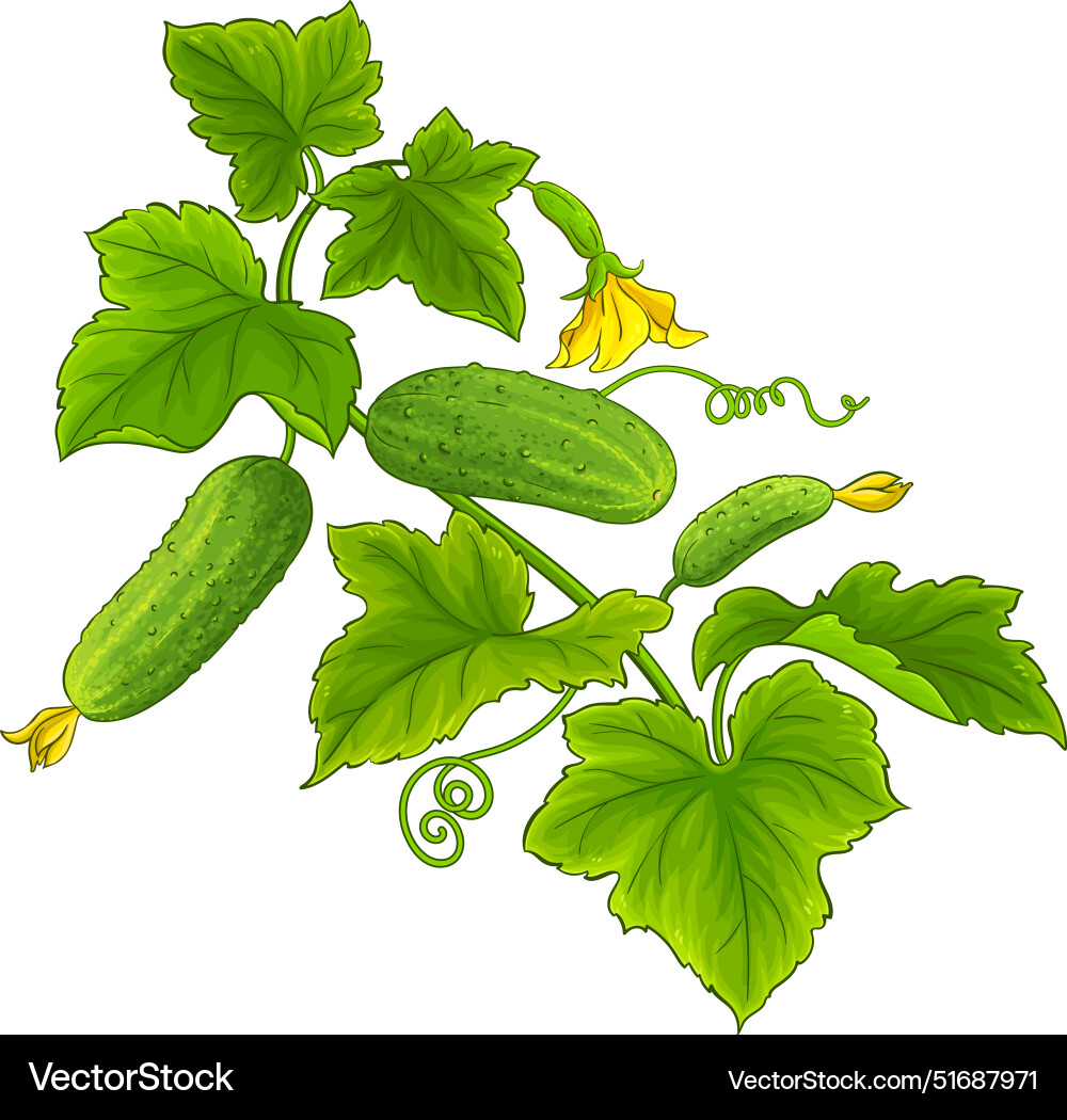 Cucumber plant colored detailed Royalty Free Vector Image