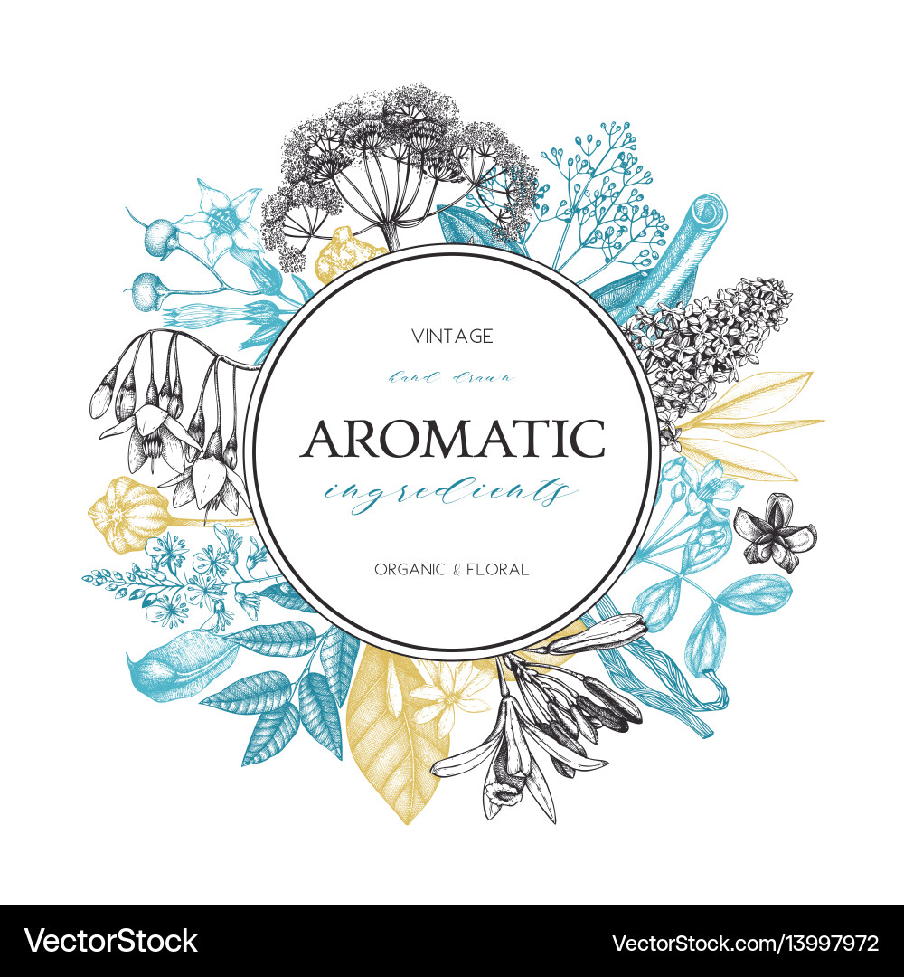 Aromatic and medicinal plant design Royalty Free Vector