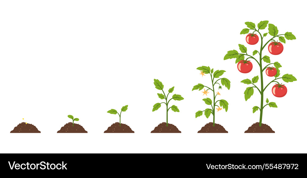 Tomato growth stages flat Royalty Free Vector Image