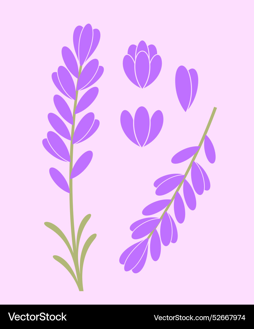 Lavender flower Royalty Free Vector Image - VectorStock