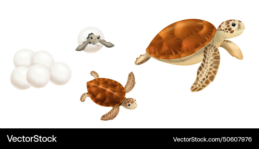 Sea turtles set Royalty Free Vector Image - VectorStock