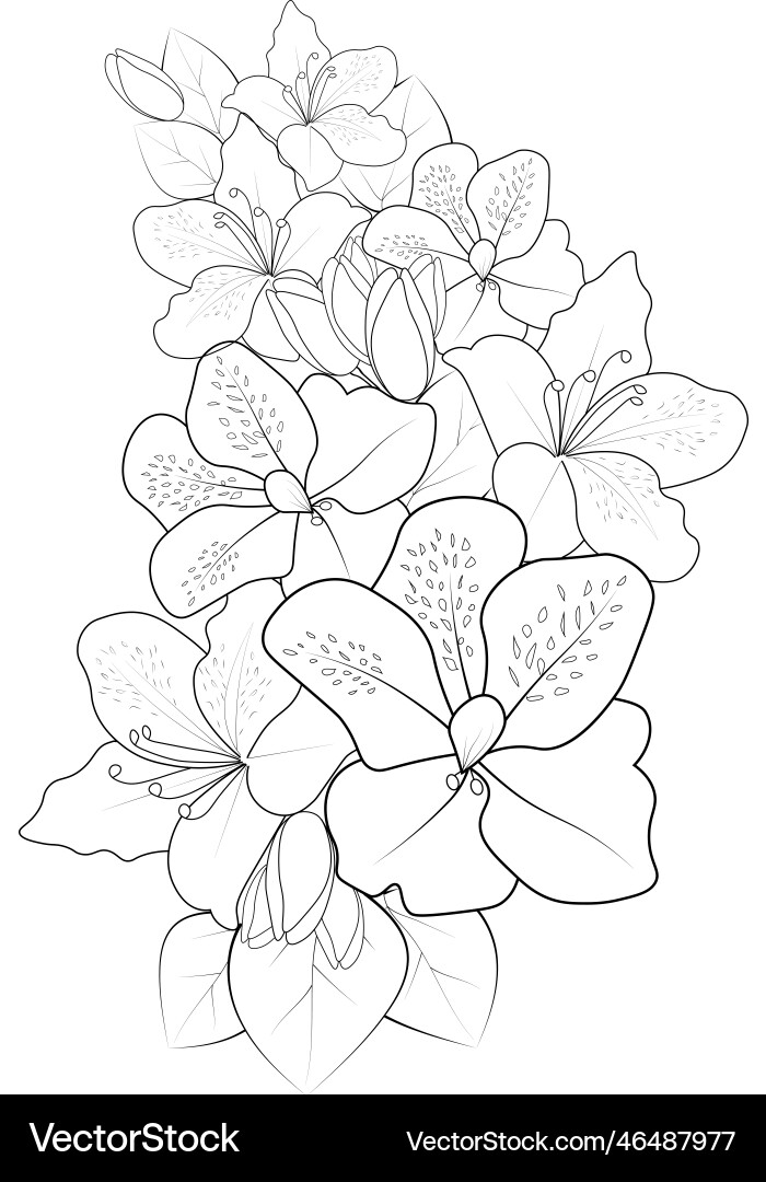 Pacific rhododendron drawing azalea tattoo art Vector Image