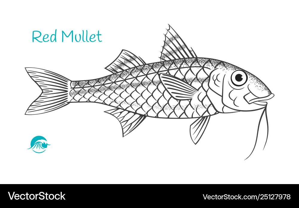 Red Mullet Hand-Drawn Artwork Royalty Free Vector Image
