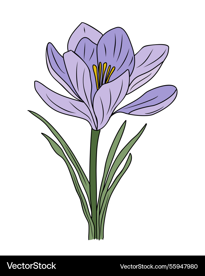 Purple crocus flower color outline drawing Vector Image