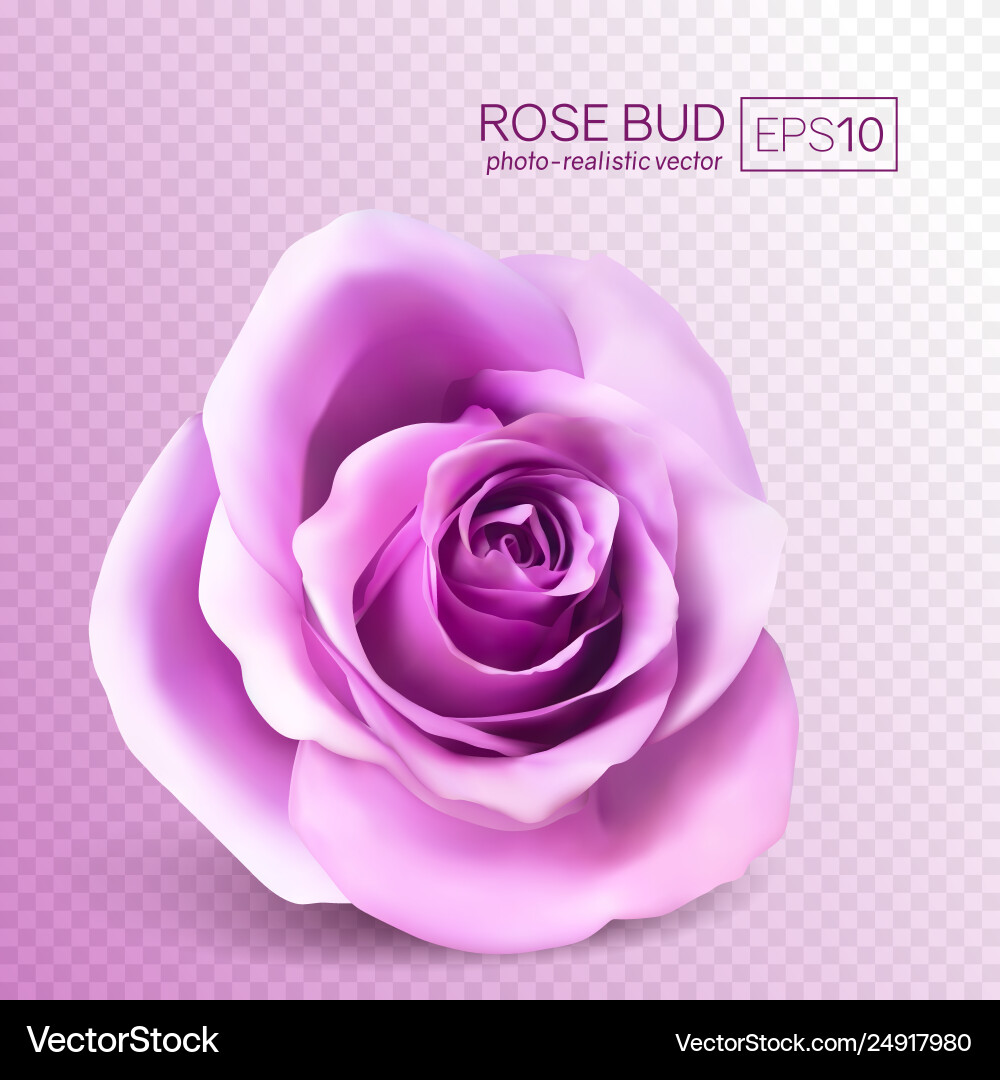 Realistic pink rose on transparent Royalty Free Vector Image