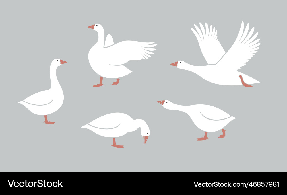 Goose Royalty Free Vector Image - VectorStock