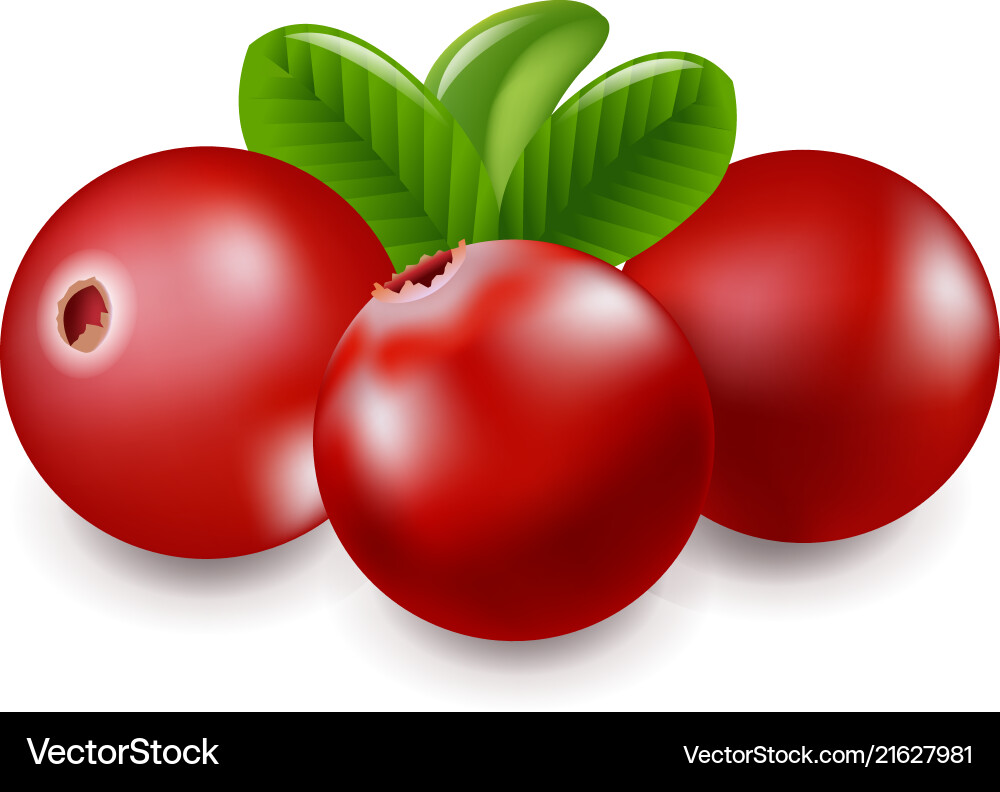 Granberry mit weißem Hintergrund Lizenzfreies Vektorbild