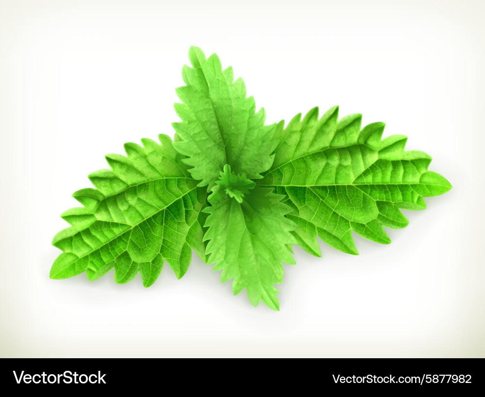 Mint leaf Royalty Free Vector Image - VectorStock