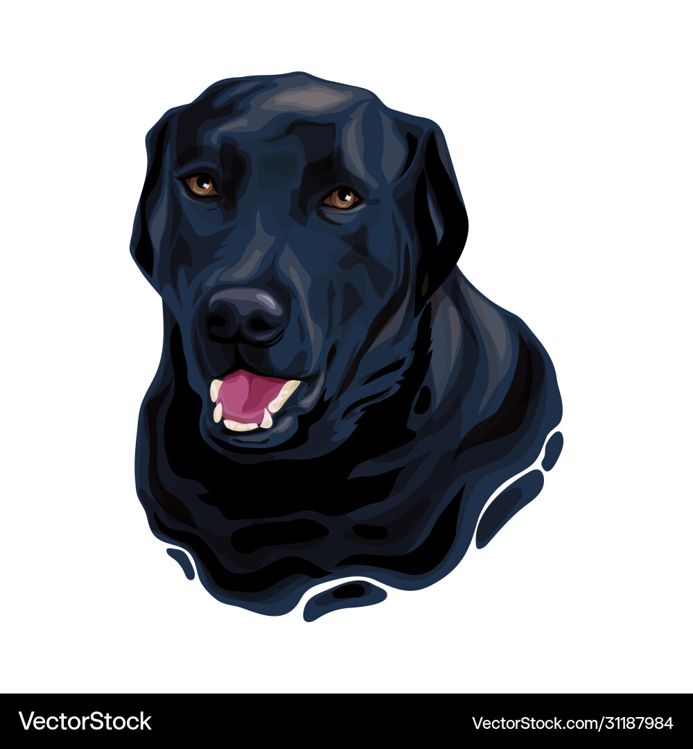 Black Labrador Retriever Head Royalty Free Vector Image