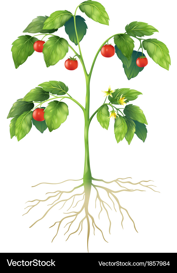 Tomato Plant Anatomy Royalty Free Vector Image