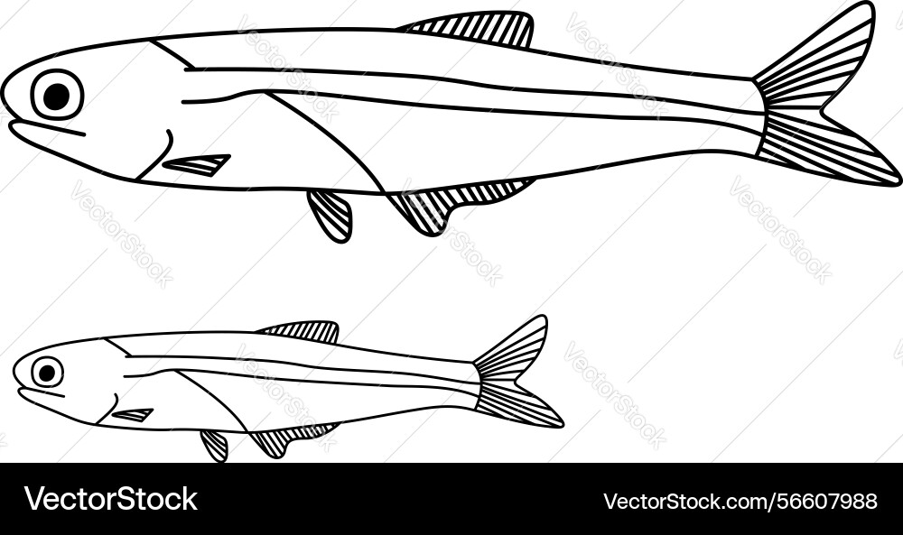 Capelin fish outline clipart Royalty Free Vector Image