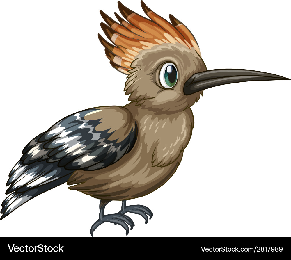 Upapa bird Royalty Free Vector Image - VectorStock