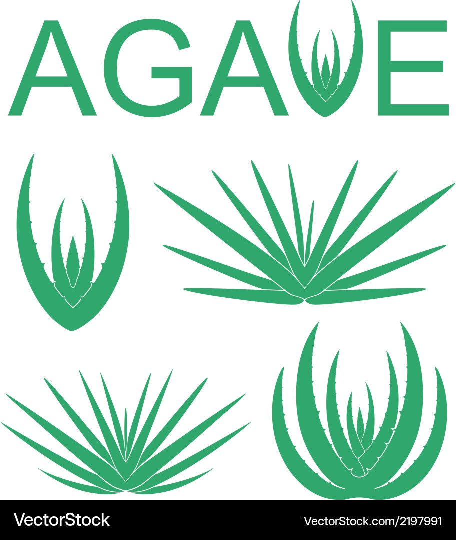 Agave Plant Royalty Free Vector Image - VectorStock