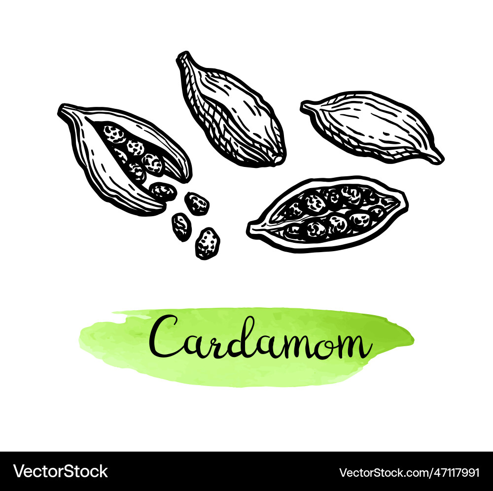 Cardamom ink sketch Royalty Free Vector Image - VectorStock