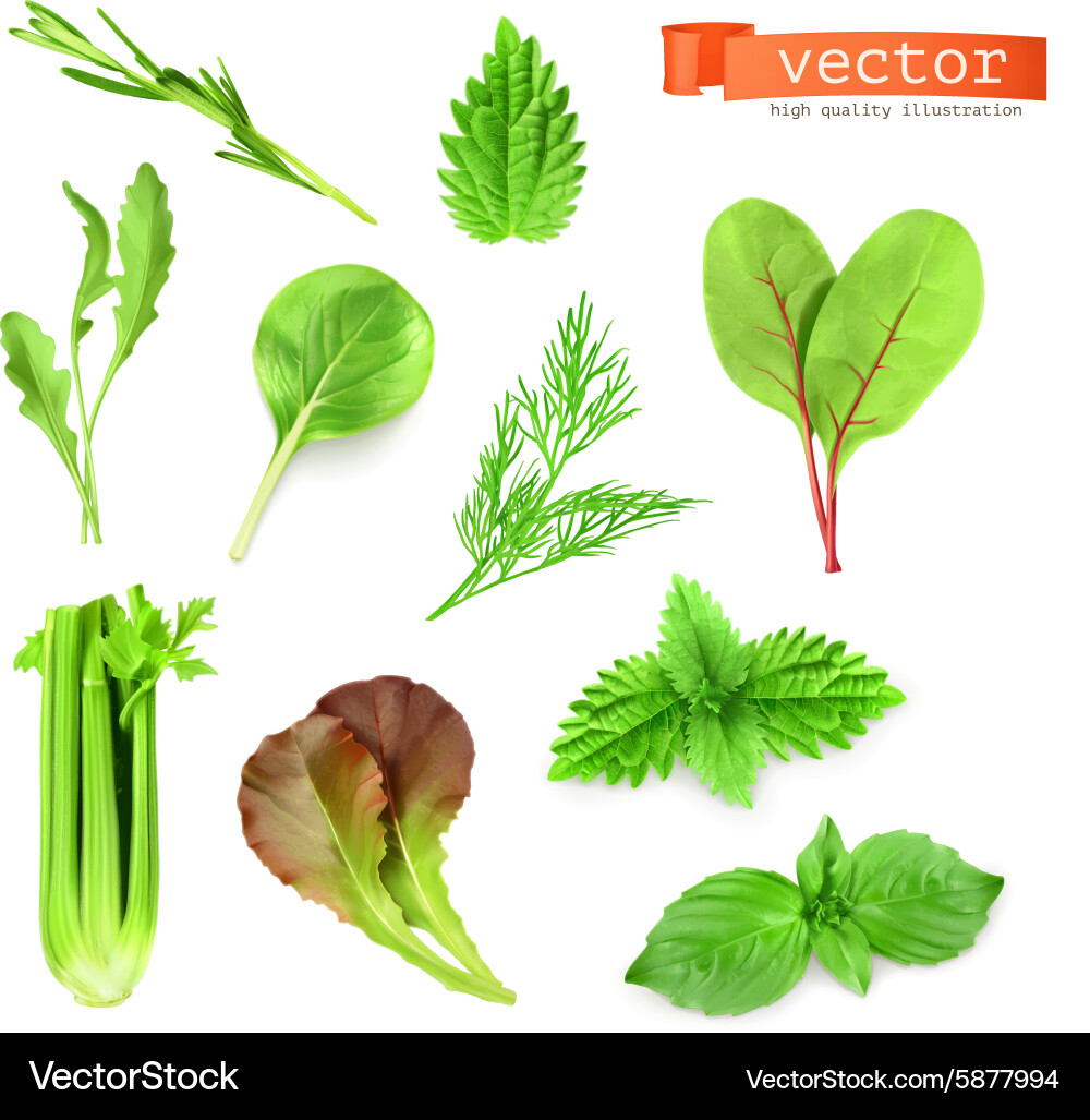 Herbs set Royalty Free Vector Image - VectorStock