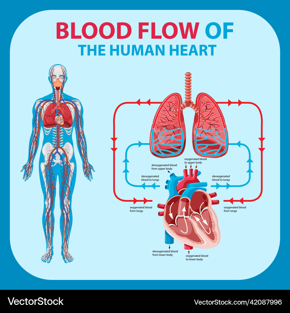 Human Heart Blood Flow Diagram Royalty Free Vector Image